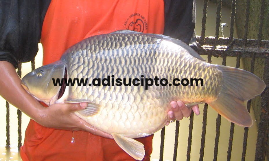 Mengenal biosecurity dalam budidaya ikan mas – Adi Sucipto
