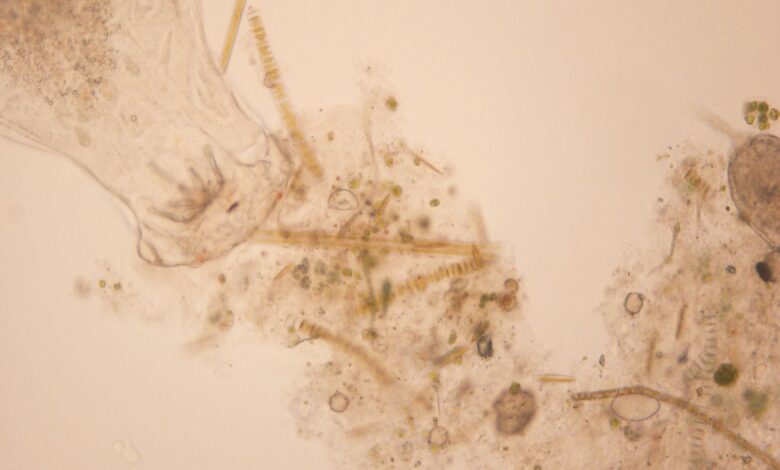 How the process of forming biofloc consortium? – Adi Sucipto