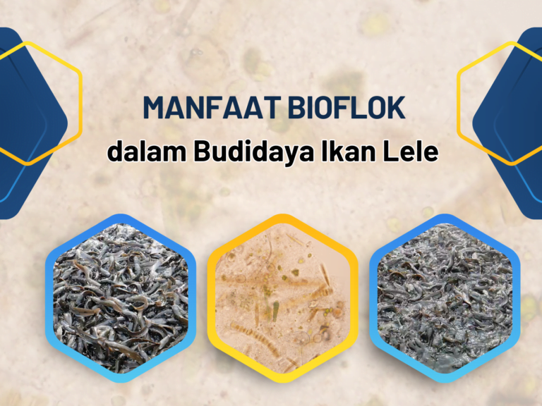 Manfaat Bioflok dalam Budidaya Ikan Lele – Adi Sucipto
