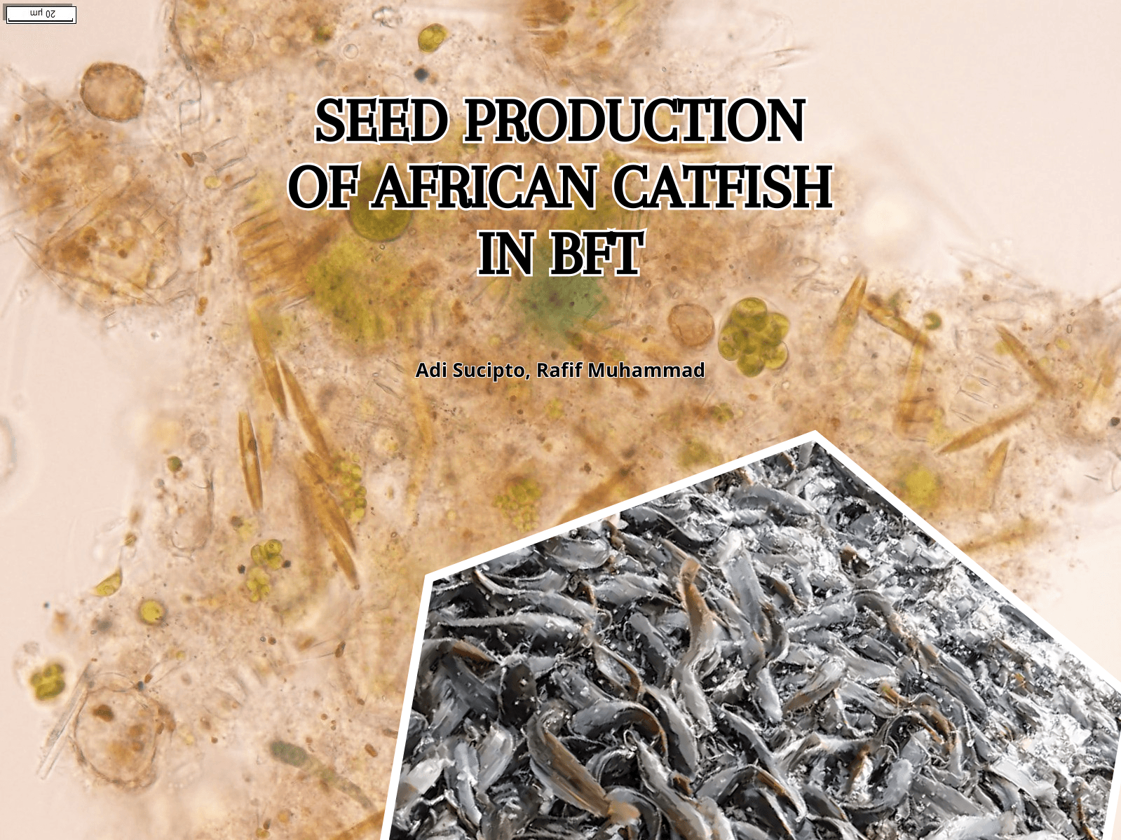 Seed Production of African Catfish in BFT – Adi Sucipto